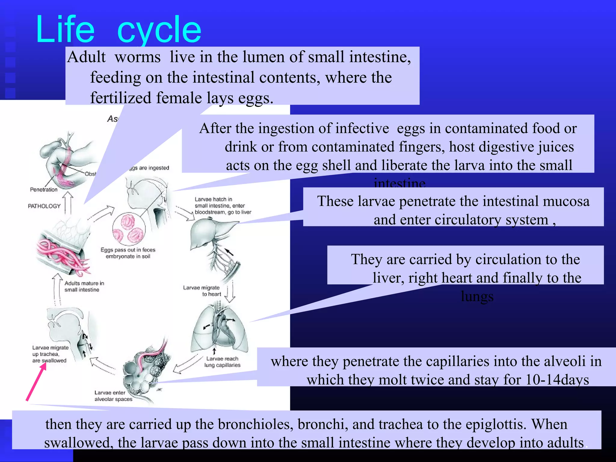 Nematode | PPT