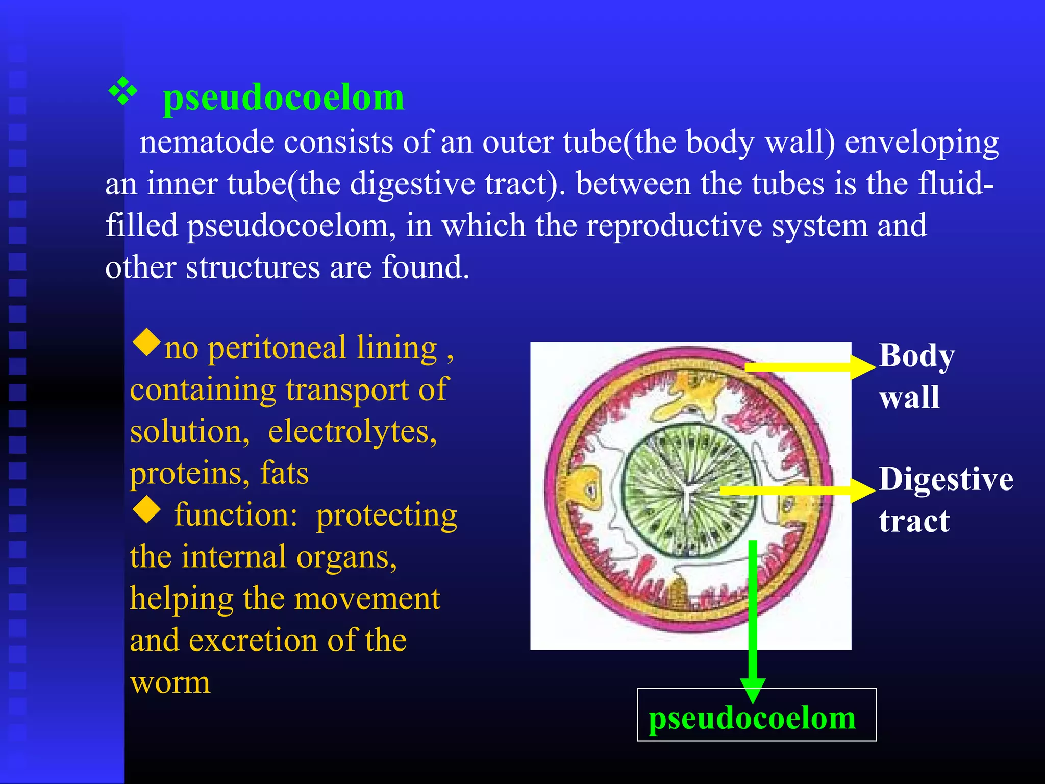 Nematode | PPT