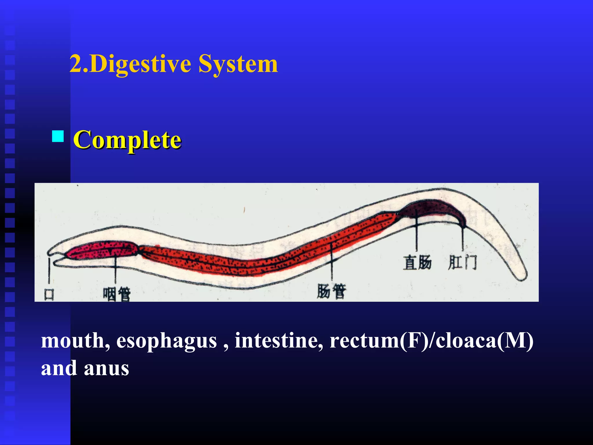 Nematode | PPT
