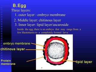 Nematode | PPT