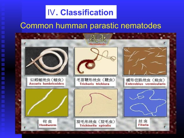 Nematode | PPT
