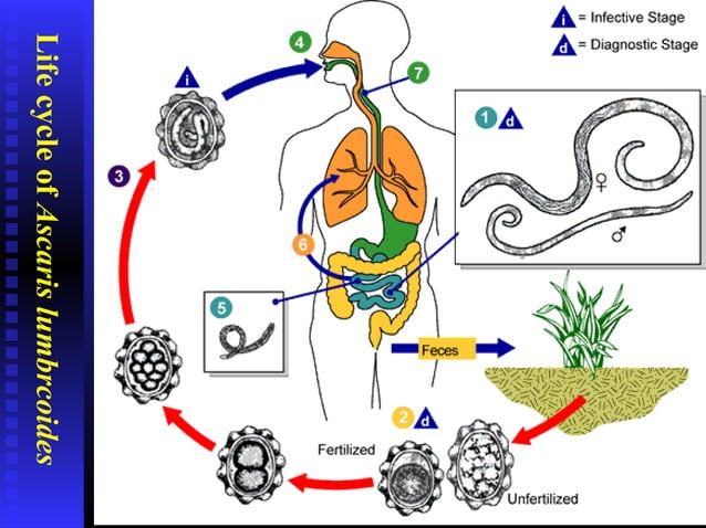 Nematode | PPT