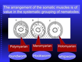 Nematode | PPT