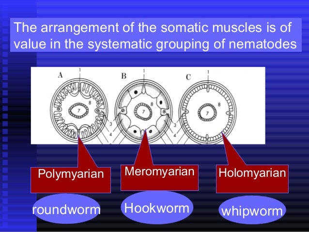 Nematode
