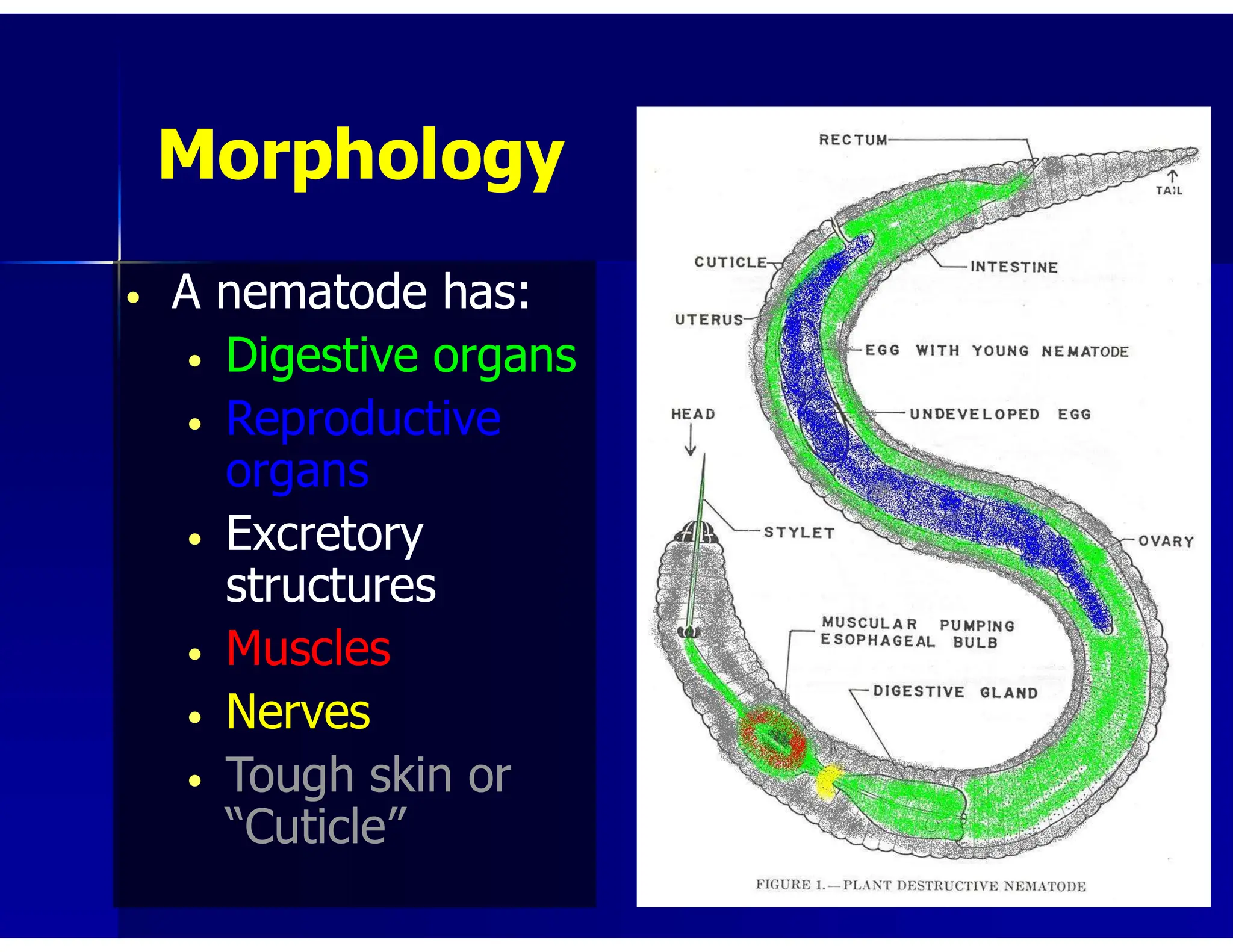 nematode.pdf