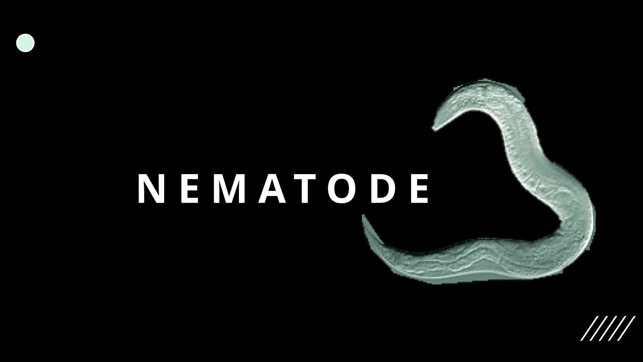 Mechanism of regenerations in nematodes | PPT