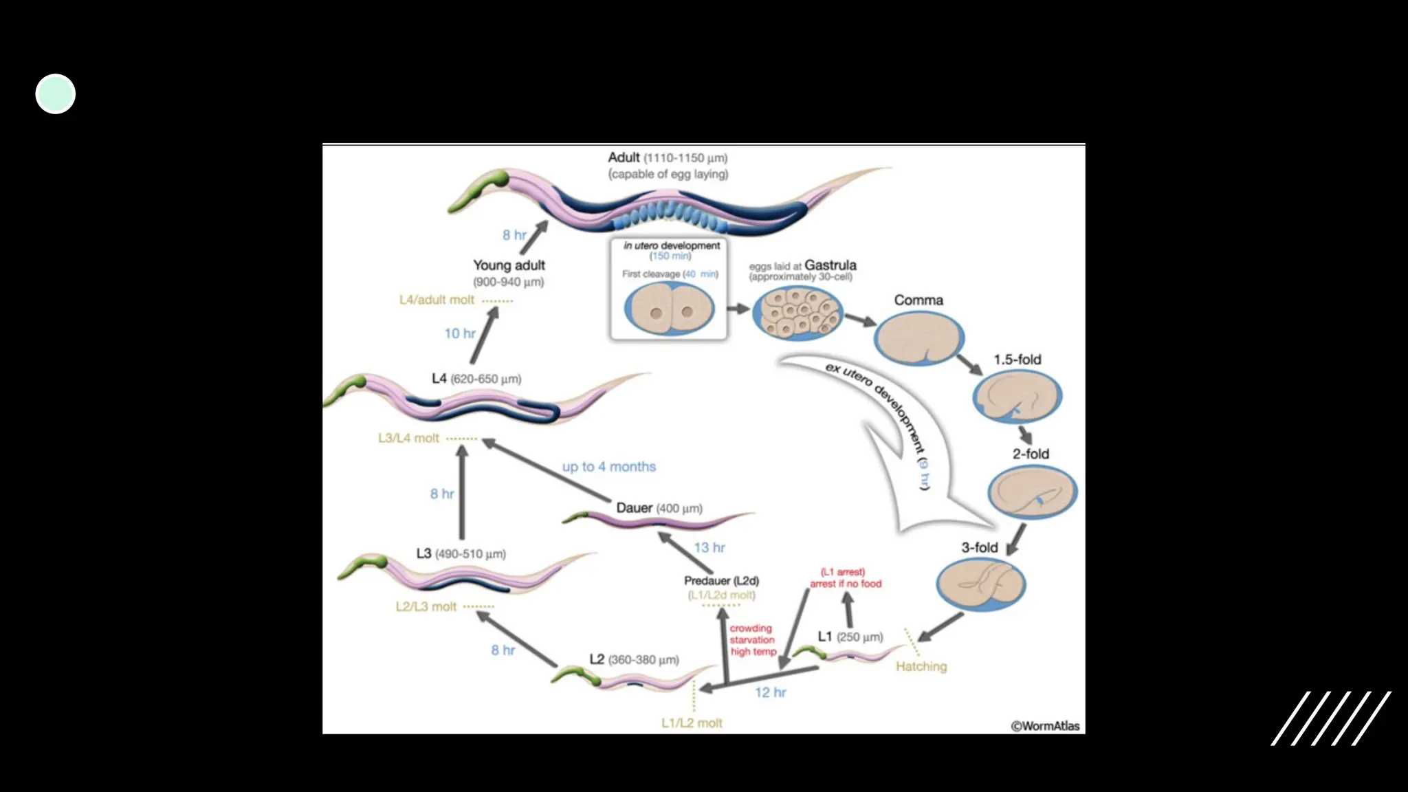 Mechanism of regenerations in nematodes | PPT