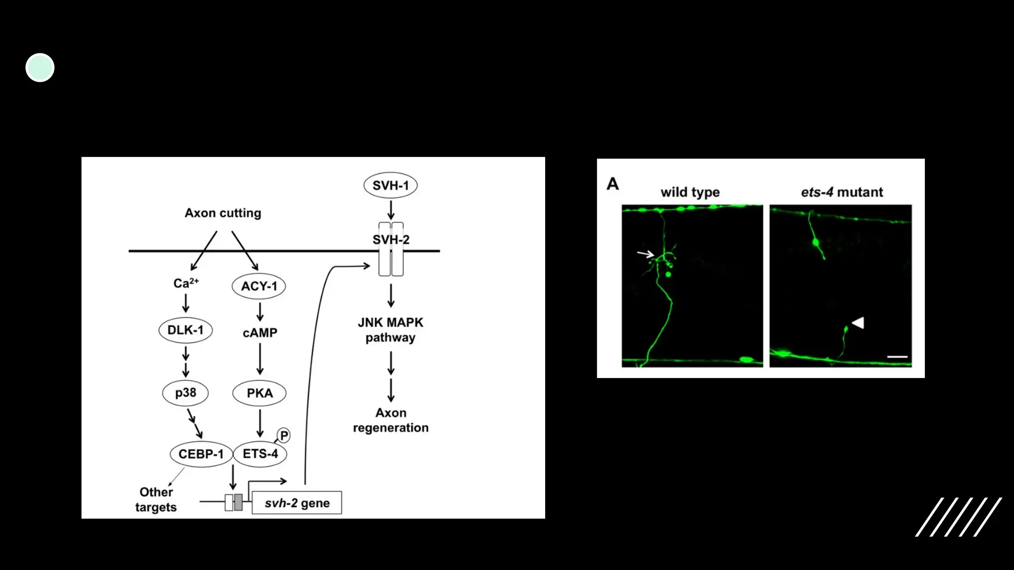 Mechanism of regenerations in nematodes | PPT