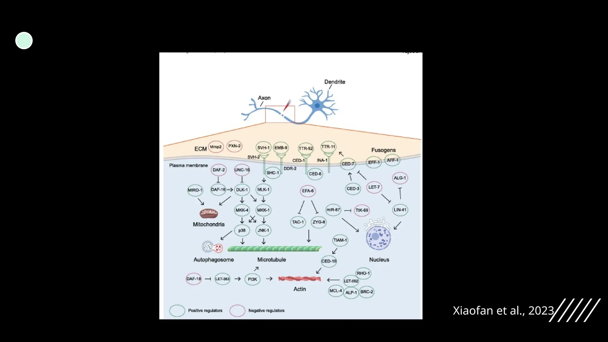 Mechanism of regenerations in nematodes | PPT