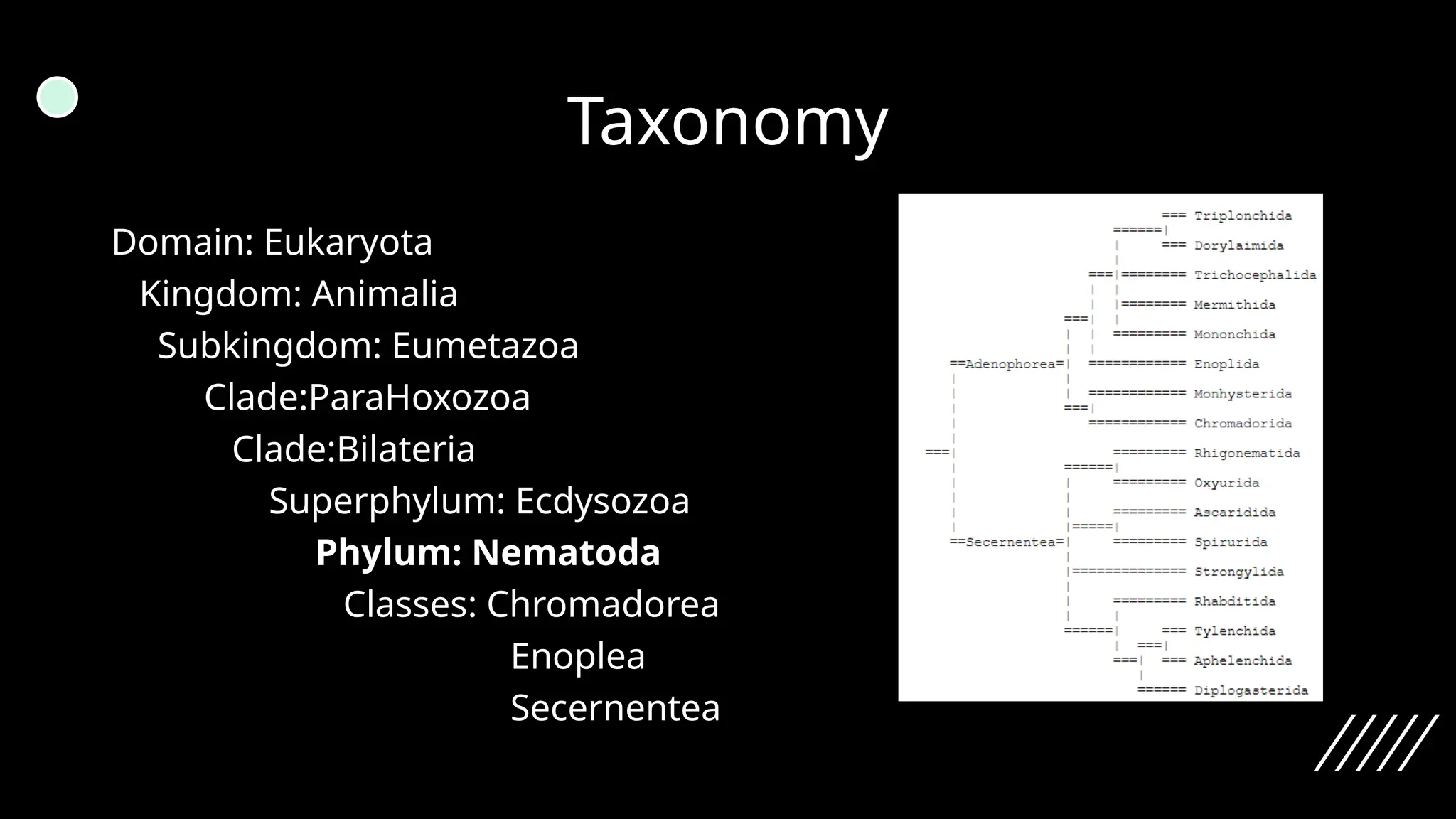 Mechanism of regenerations in nematodes | PPT