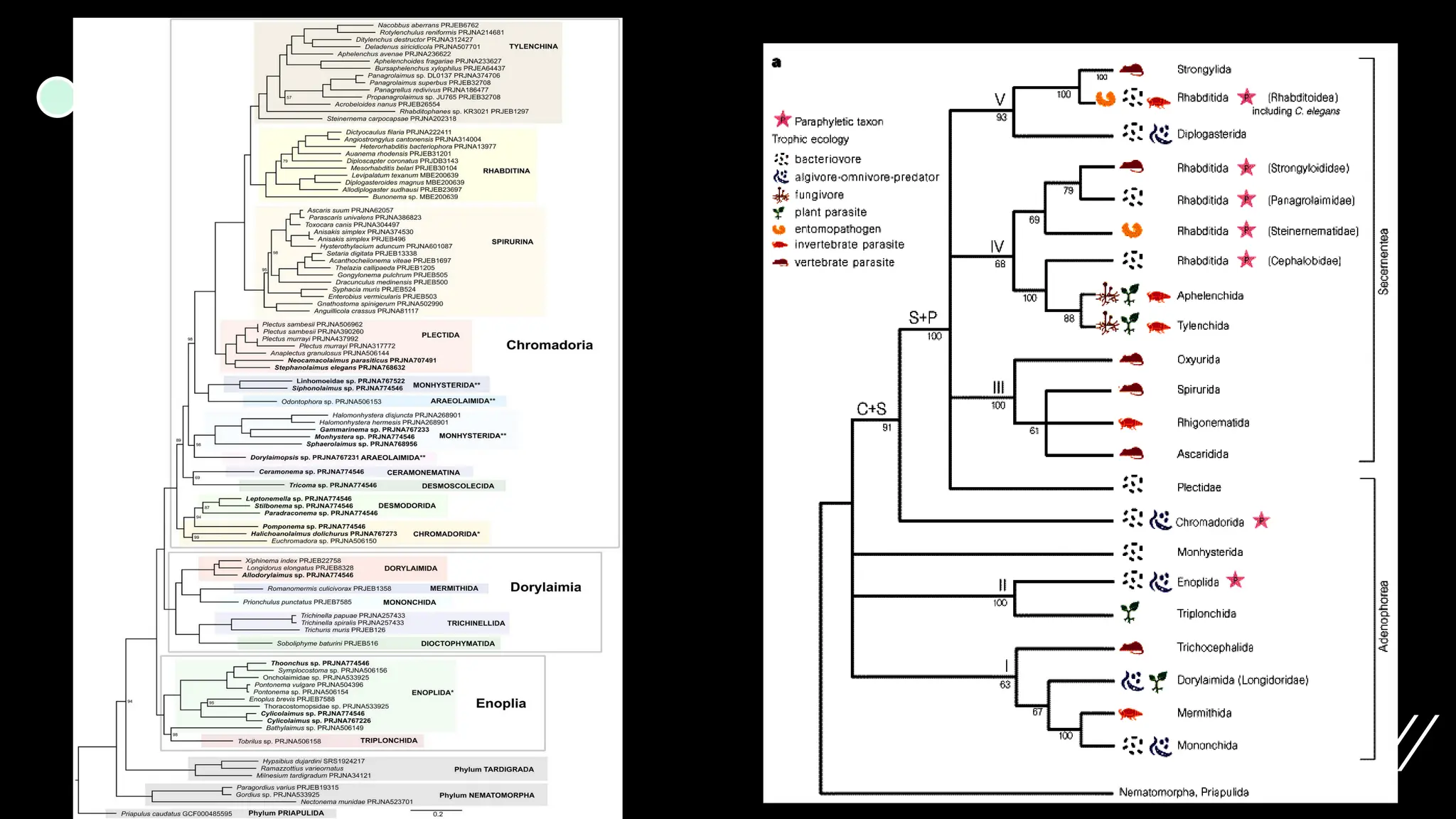Mechanism of regenerations in nematodes | PPT
