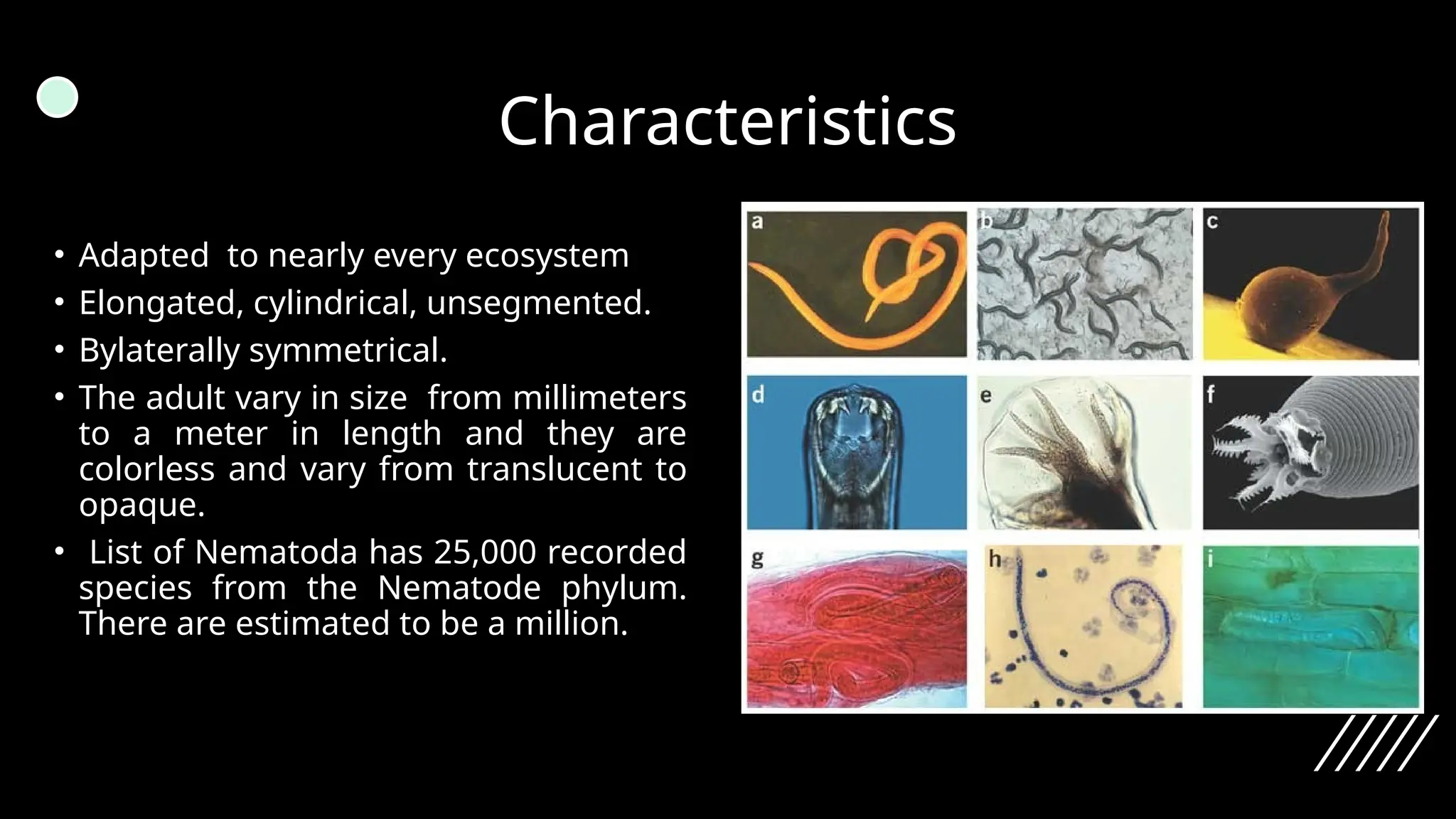 Mechanism of regenerations in nematodes | PPT