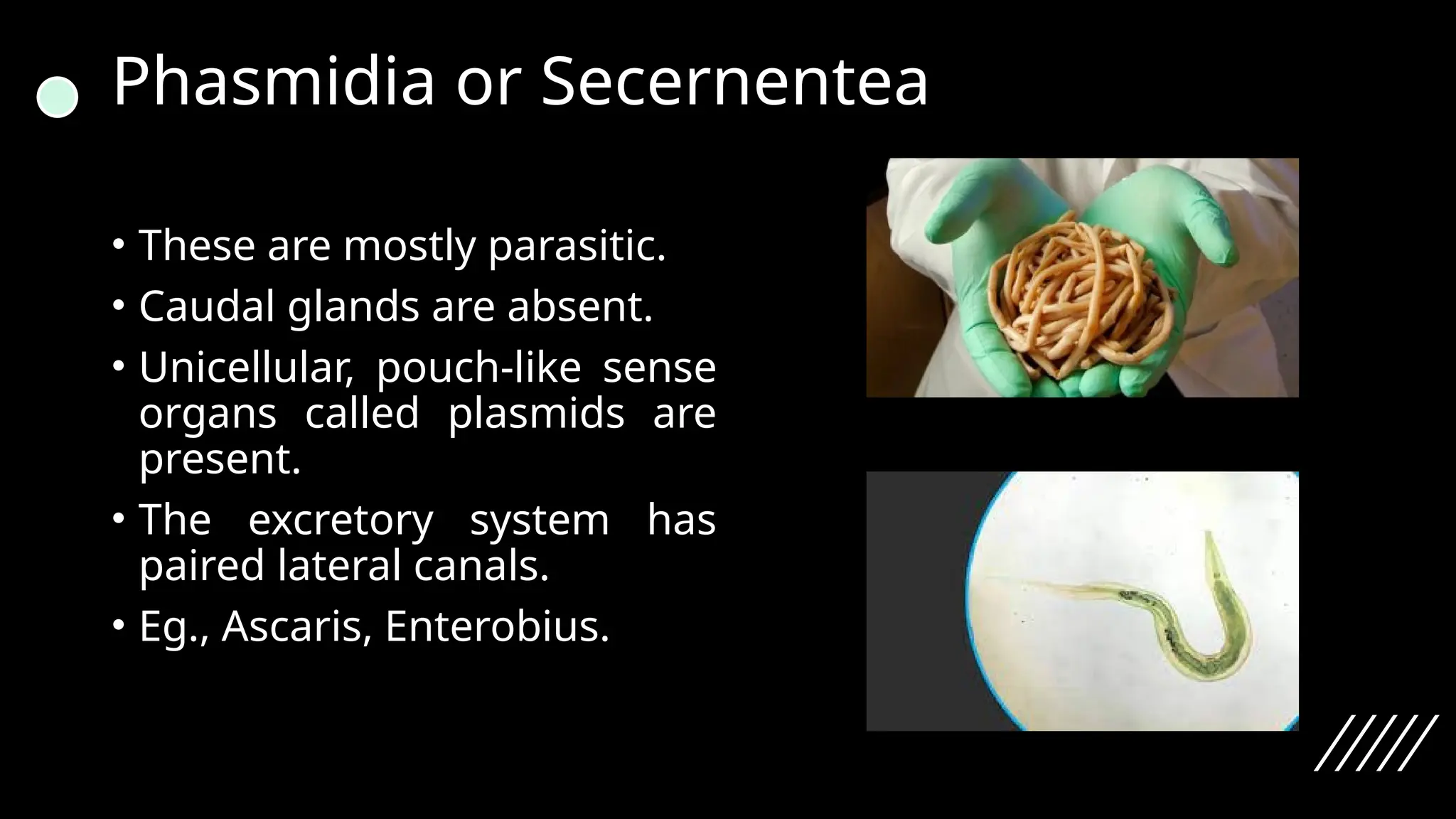 Mechanism of regenerations in nematodes | PPT