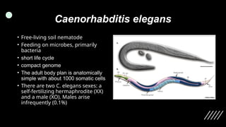 Mechanism of regenerations in nematodes | PPT