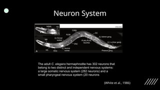 Mechanism of regenerations in nematodes | PPT