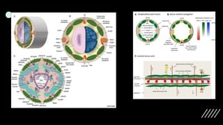 Mechanism of regenerations in nematodes | PPT