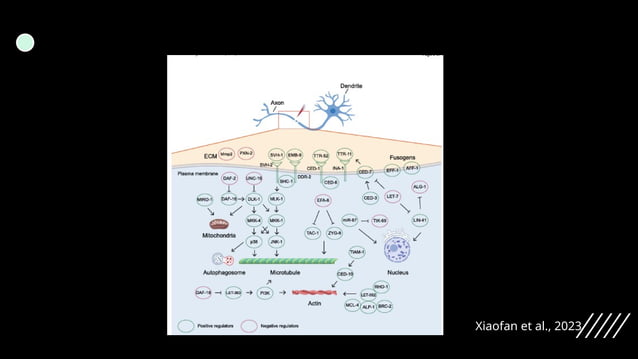 Mechanism of regenerations in nematodes | PPT