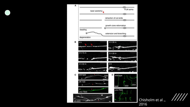 Mechanism of regenerations in nematodes | PPT