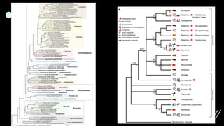 Mechanism of regenerations in nematodes | PPTX