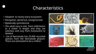 Mechanism of regenerations in nematodes | PPTX