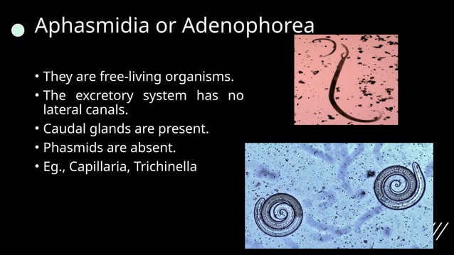 Mechanism of regenerations in nematodes | PPT