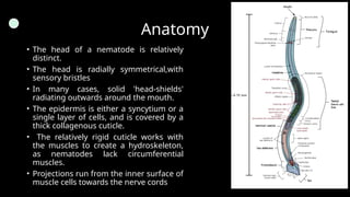 Mechanism of regenerations in nematodes | PPTX