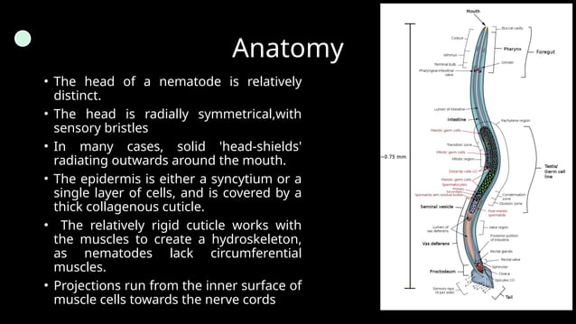Mechanism of regenerations in nematodes | PPT
