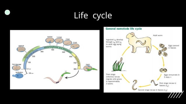 Mechanism of regenerations in nematodes | PPT