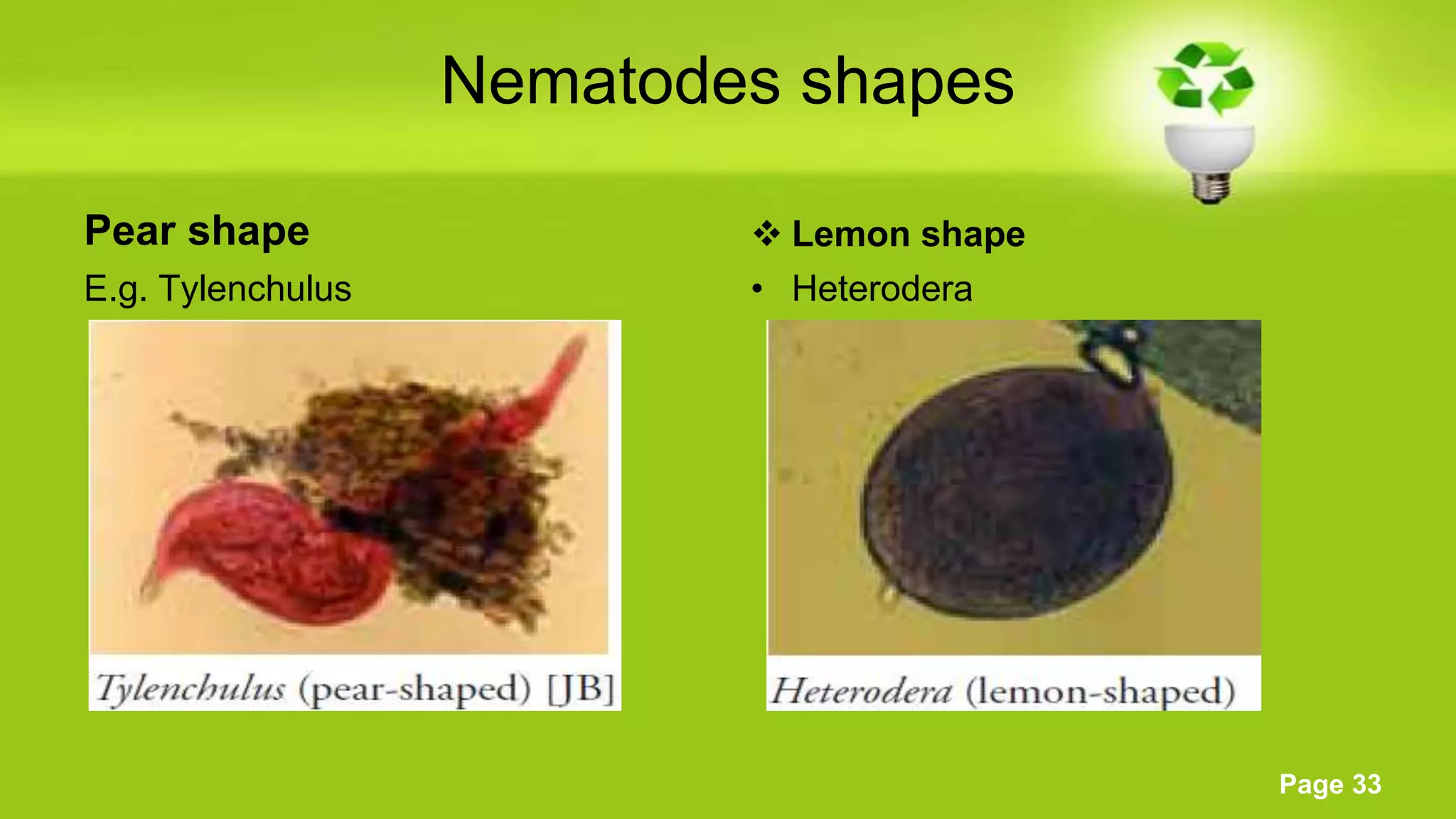 Nematode biology | PPTX