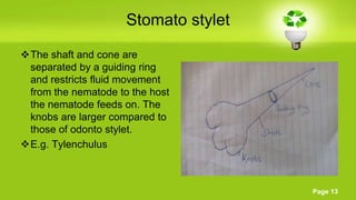 Nematode biology | PPTX | Biological Sciences | Science