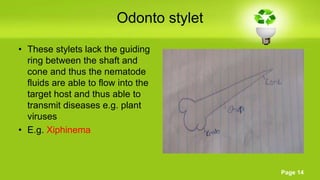 Nematode biology | PPTX | Biological Sciences | Science