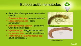 Nematode biology | PPTX