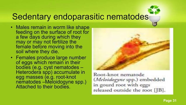 Nematode biology | PPTX | Biological Sciences | Science