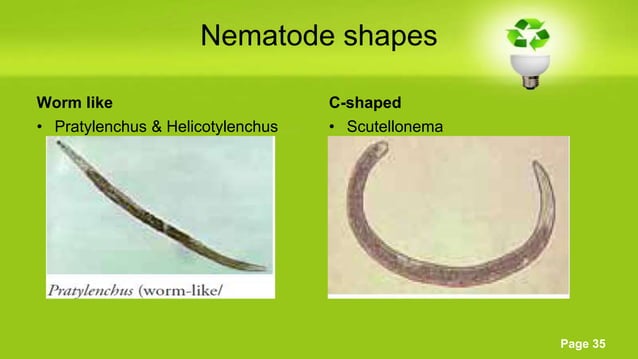 Nematode biology | PPTX | Biological Sciences | Science