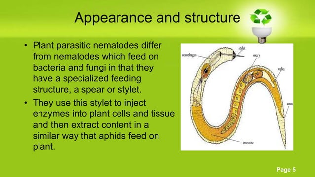 Nematode biology | PPTX | Biological Sciences | Science