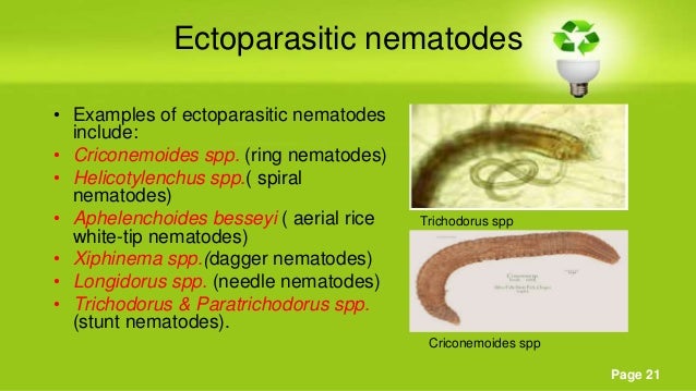 Nematodes Examples