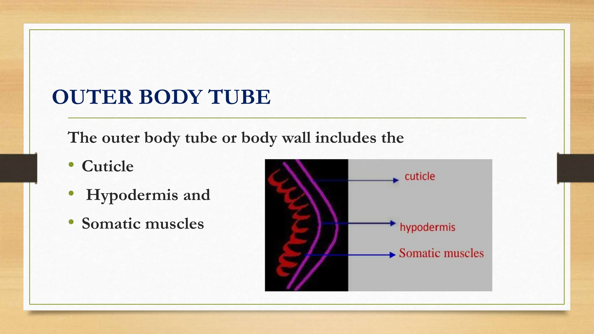 NEMATODE CUTICLE-1.pptx