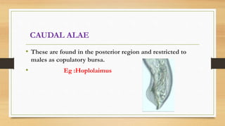 NEMATODE CUTICLE-1.pptx