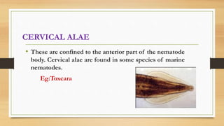 NEMATODE CUTICLE-1.pptx