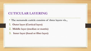 NEMATODE CUTICLE-1.pptx