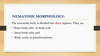 NEMATODE CUTICLE-1.pptx
