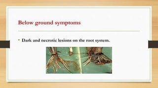 NEMATODE CUTICLE-1.pptx