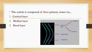 NEMATODE CUTICLE-1.pptx