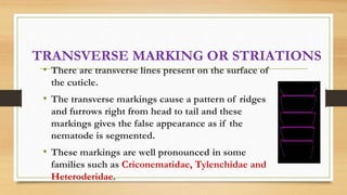 NEMATODE CUTICLE-1.pptx