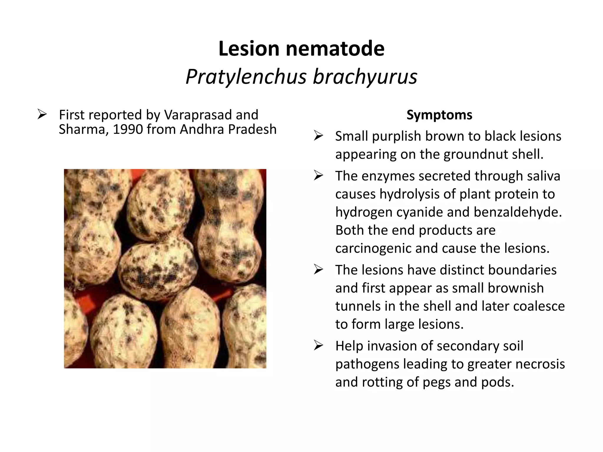 Nematode damage symptoms in crop plants | PPTX