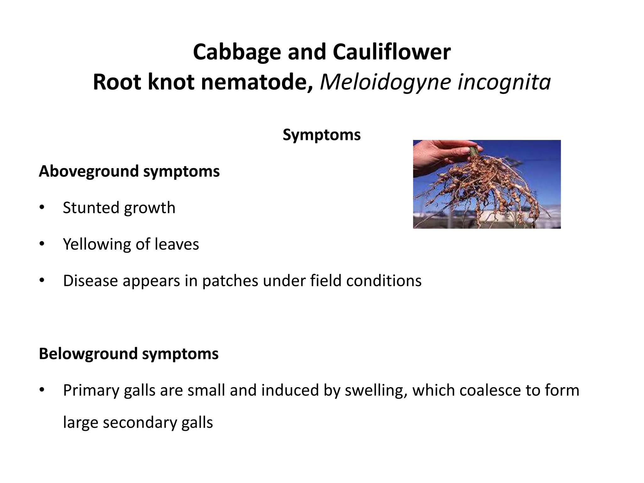 Nematode damage symptoms in crop plants | PPTX
