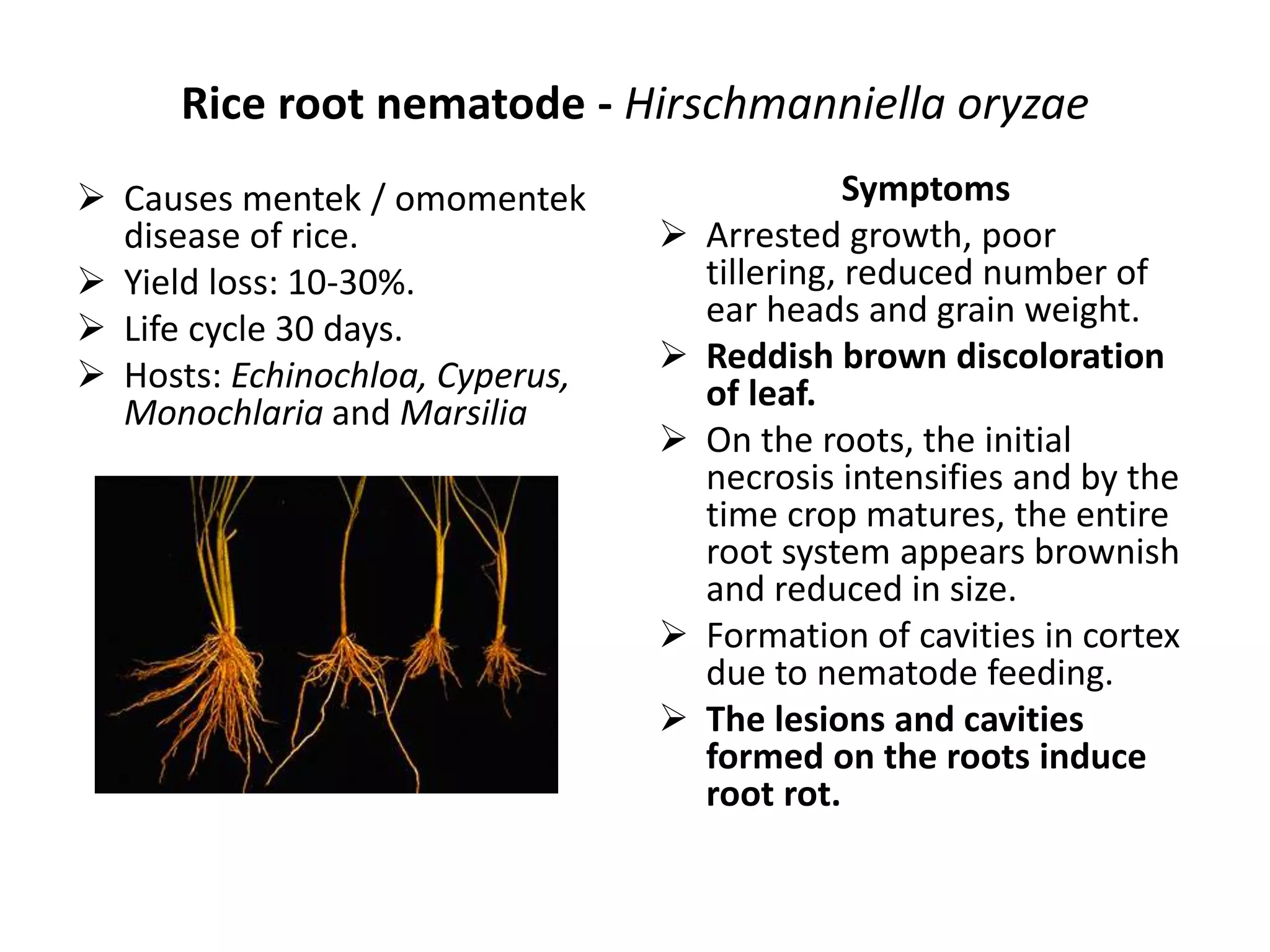 Nematode damage symptoms in crop plants | PPTX