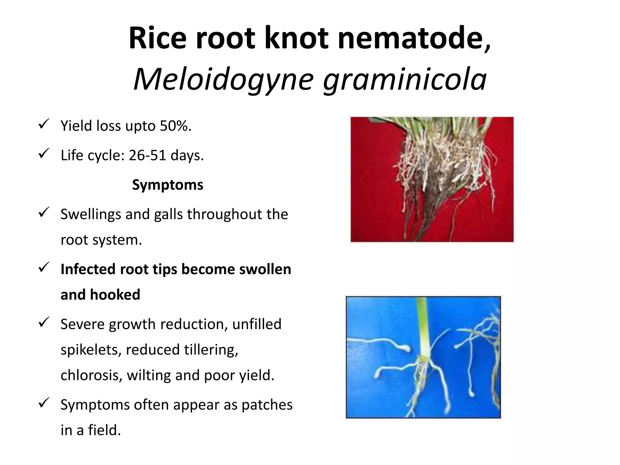 Nematode damage symptoms in crop plants | PPTX