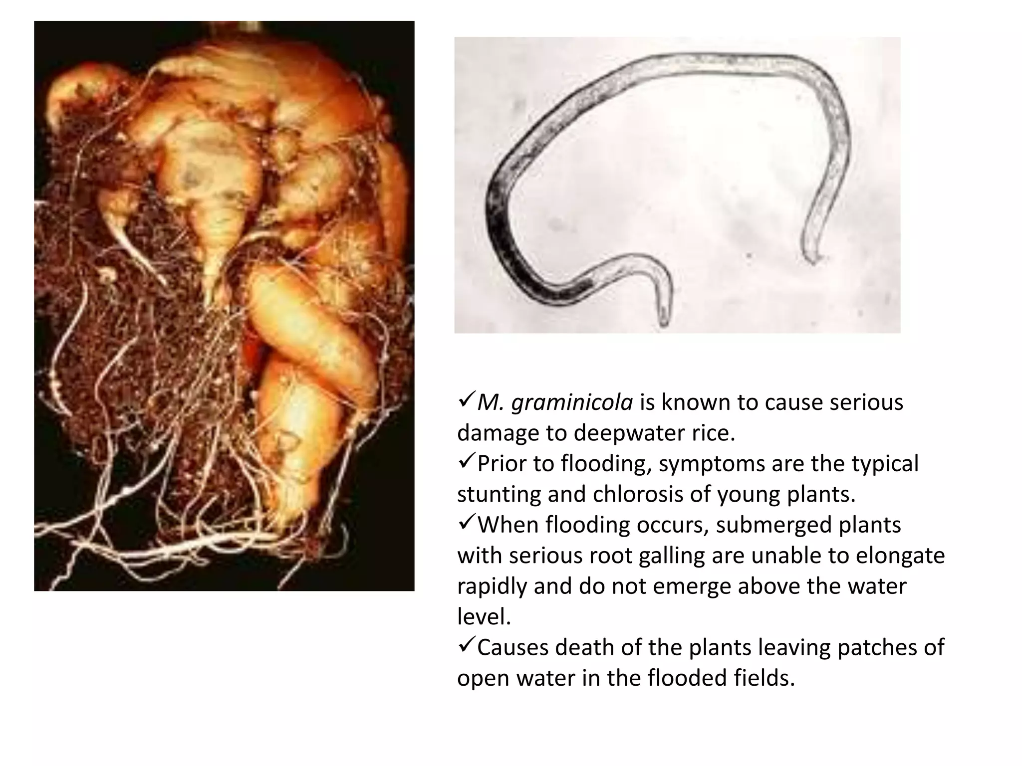 Nematode damage symptoms in crop plants | PPTX