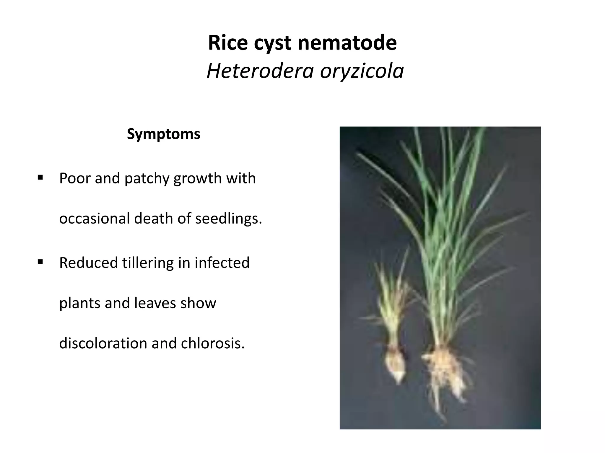 Nematode damage symptoms in crop plants | PPTX